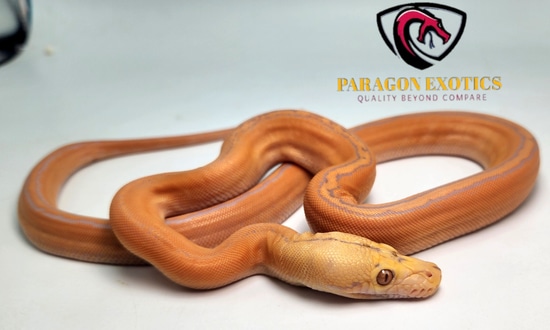 Lavender Sun Golden Child Reticulated Python by Paragon Exotics