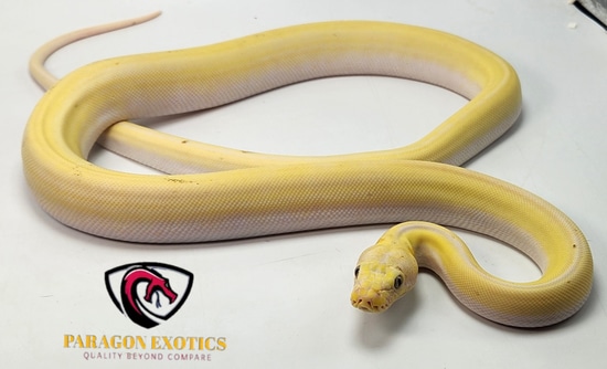 Cow Pos Gs ..........wow Reticulated Python by Paragon Exotics