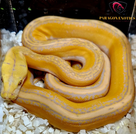 Lavender Marble Retic Reticulated Python by Paragon Exotics