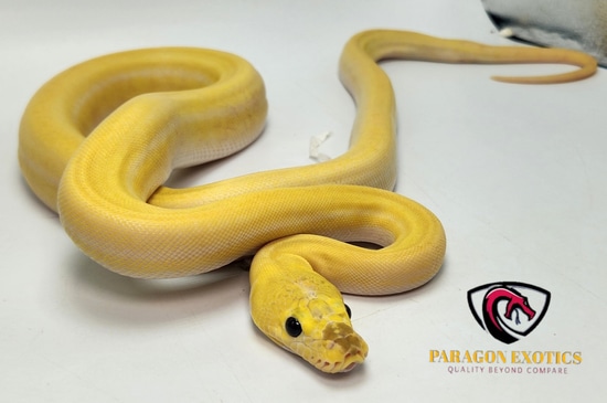 Gorgeous Ultra Ivory Retic Free Shipping Reticulated Python by Paragon ...