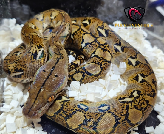 Graniteback Pos Het Purple Reticulated Python by Paragon Exotics