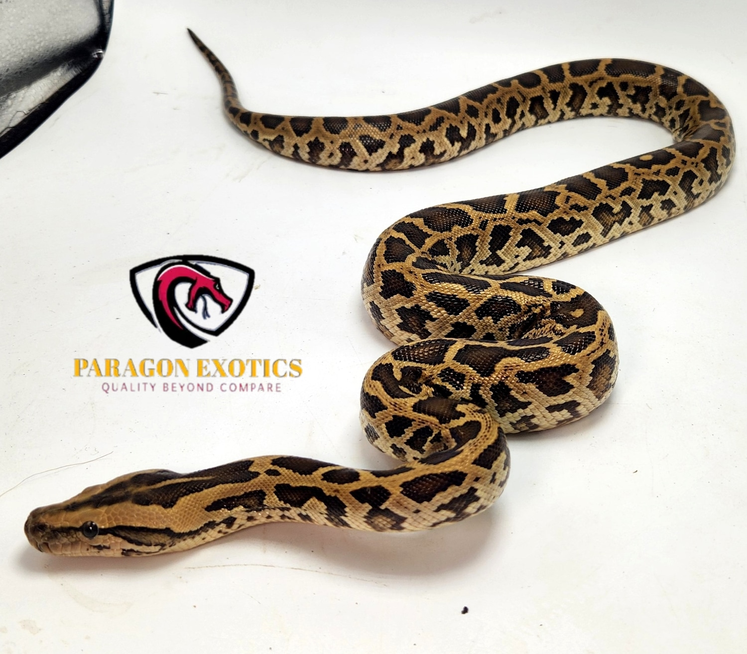 100% Het Green Pos Het Caramel Albino Granite Burmese Python by Paragon ...