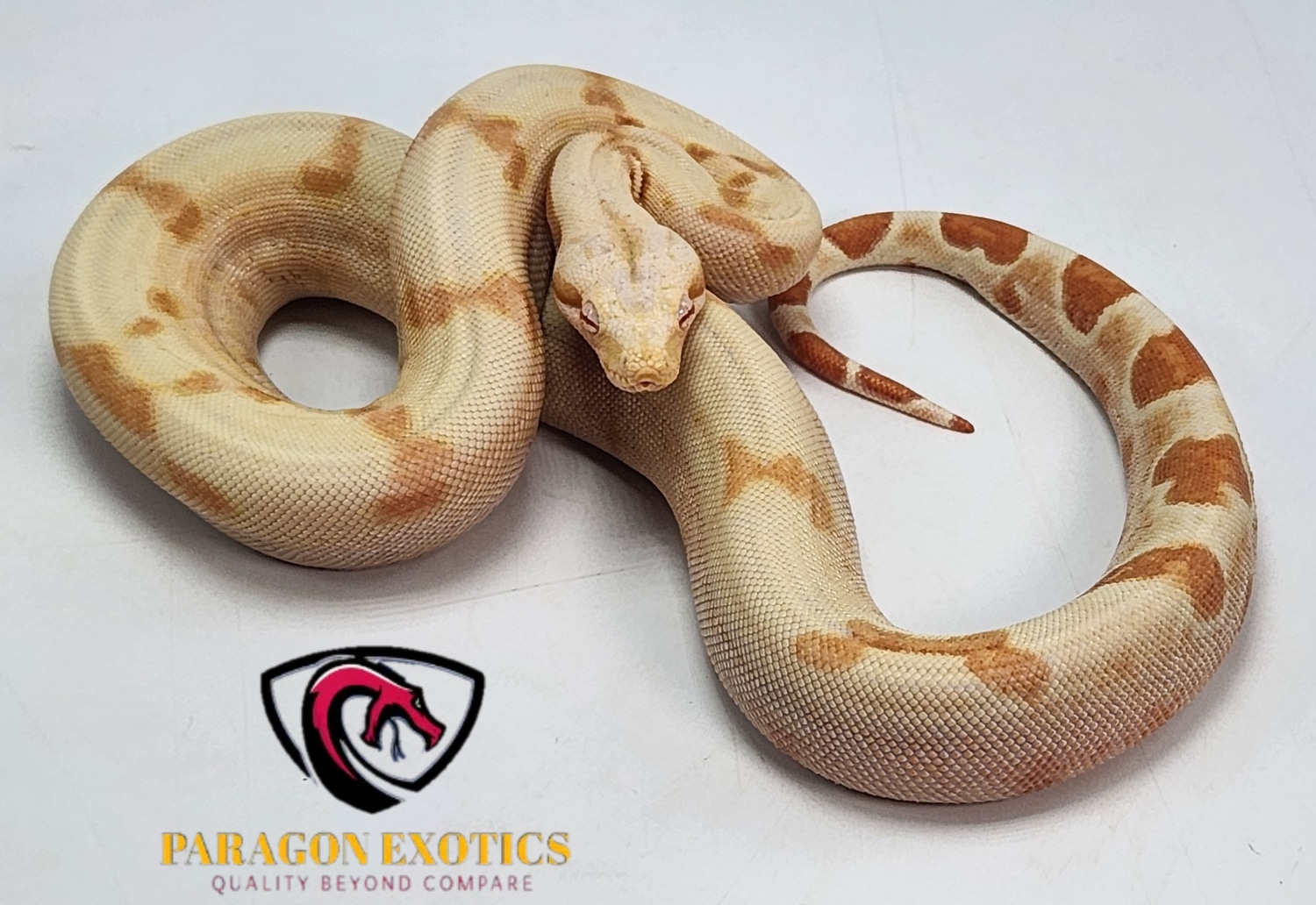 Sunglow Poss Super Sunglow Summit Pastel 50% Het Anery Boa Constrictor ...