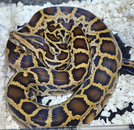 Poss Het Albino Normal Burmese Burmese Python by Paragon Exotics
