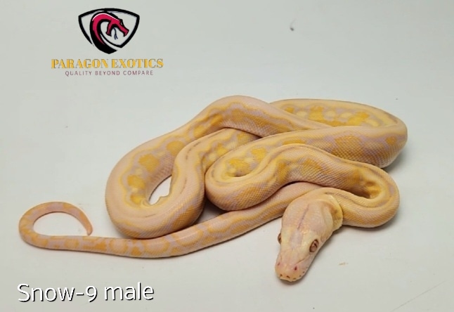 Lavender Tiger SNOW Reticulated Python by Paragon Exotics - MorphMarket