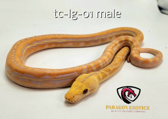 Lavender Anthrax Lemon Glow 50% Citrus Reticulated Python by Paragon ...