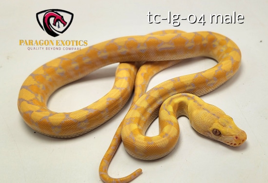 Lavender Lemonglow Het Anthrax 50% Citrus Reticulated Python by Paragon ...