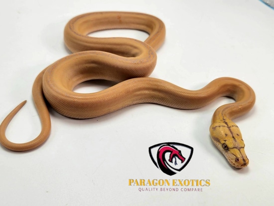 Purple Golden Child Reticulated Python by Paragon Exotics