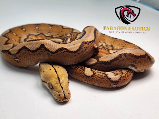 Motley Mochino Reticulated Python by Paragon Exotics