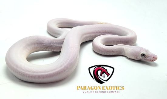 Super Phantom Pos Sun Pos Anthrax Pos Het Mocha Reticulated Python by Paragon Exotics