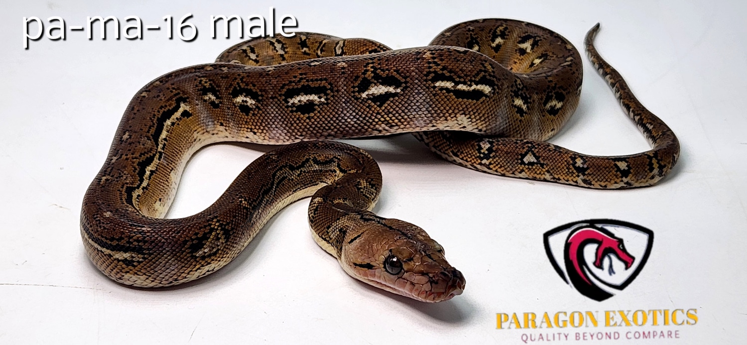 Anthrax Pos Het Mocha. FREE SHIPPING Reticulated Python by Paragon ...