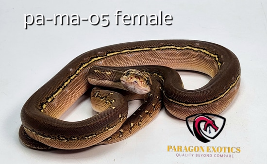Phantom Anthrax Pos Het Mocha Reticulated Python by Paragon Exotics