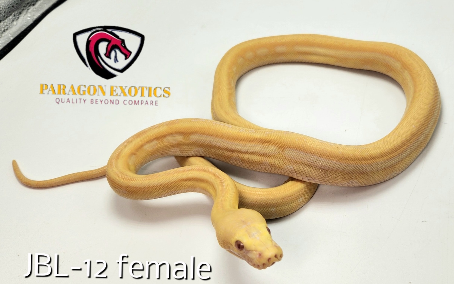 Lavender Phantom Tiger Reticulated Python by Paragon Exotics - MorphMarket
