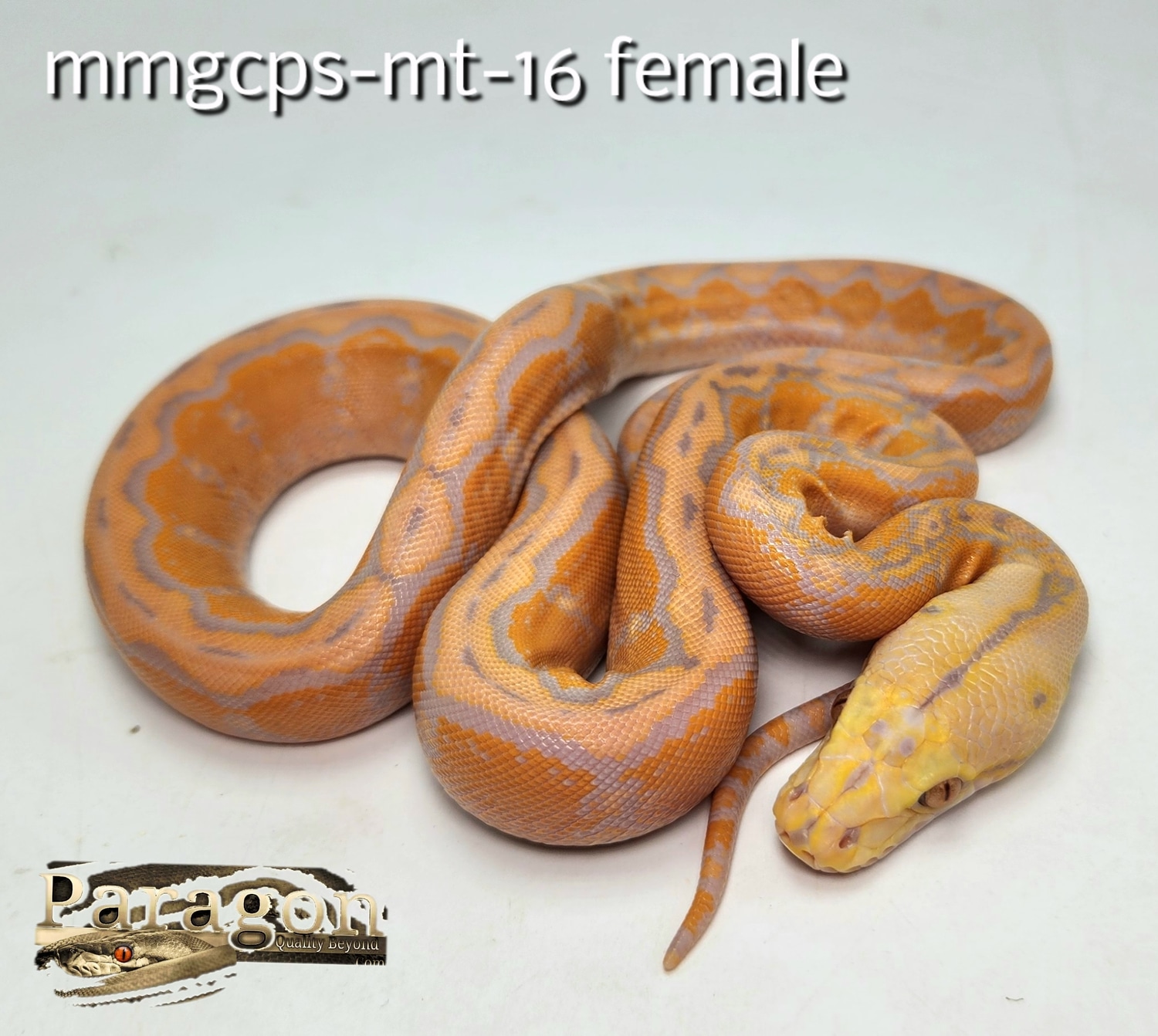 Lavender Motley Sun FREE SHIPPING Reticulated Python by Paragon Exotics ...