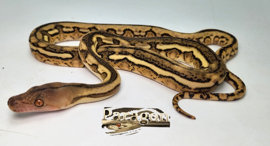 Phantom Tiger 66% Pos Het Anthrax Pos Het Alb Reticulated Python by Paragon Exotics