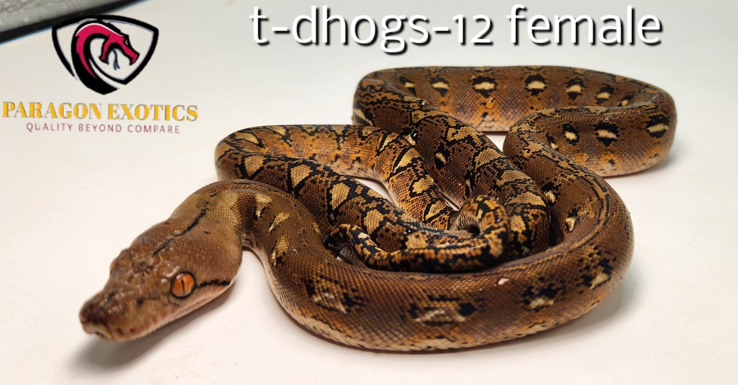 100% Het OGS Pos Het Albino 66% Het Anthrax Reticulated Python by ...