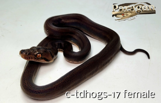 Golden Child 100% Het OGS Pos Het Alb 66% Het Anthrax Reticulated ...