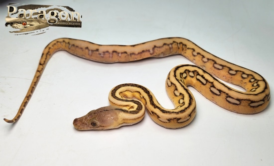 Platty Marble Suntiger Pos Het Alb Reticulated Python by Paragon Exotics