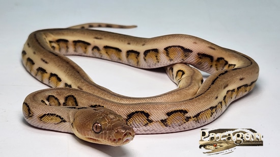 Tiger Jag Pos Het Alb Reticulated Python by Paragon Exotics