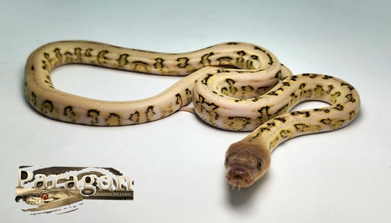 Marble Platty Tiger Jag Pos Het Alb Reticulated Python by Paragon Exotics