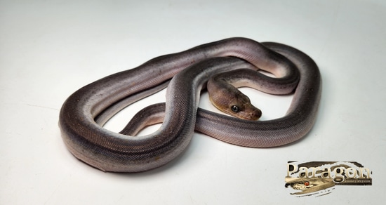 Paradox Super Motley Pos JSMAA Reticulated Python by Paragon Exotics