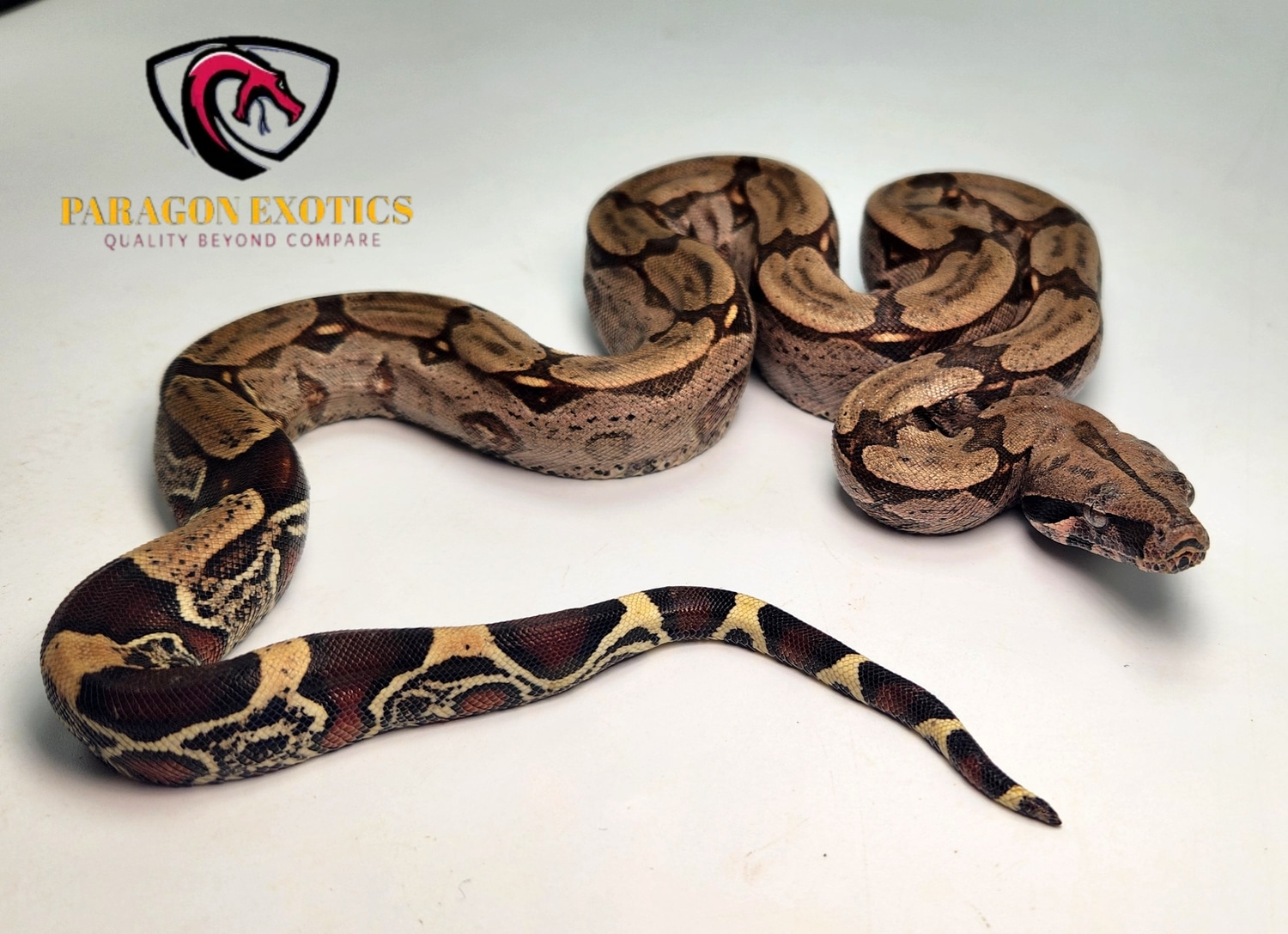 Guyana True Red Tail Boa True Red-Tailed Boa Constrictor by Paragon ...