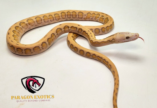 Lav. Motley Sun Jaguar Reticulated Python by Paragon Exotics