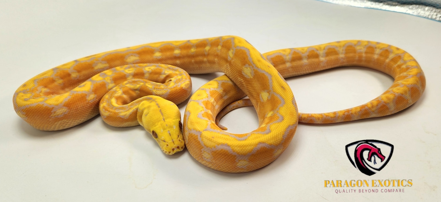 Knockout Lavender Phantom Lemon Glow Reticulated Python by Paragon ...