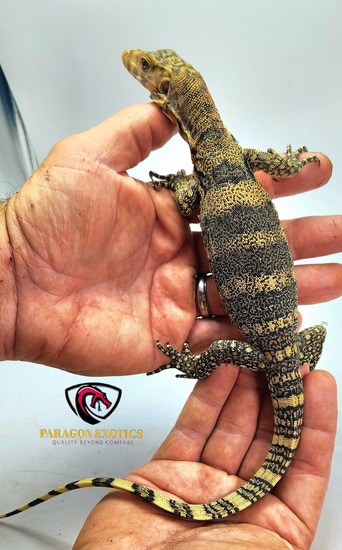 Us Captive Born Banded Sulfur Monitor...sweetheart Other Monitor by ...