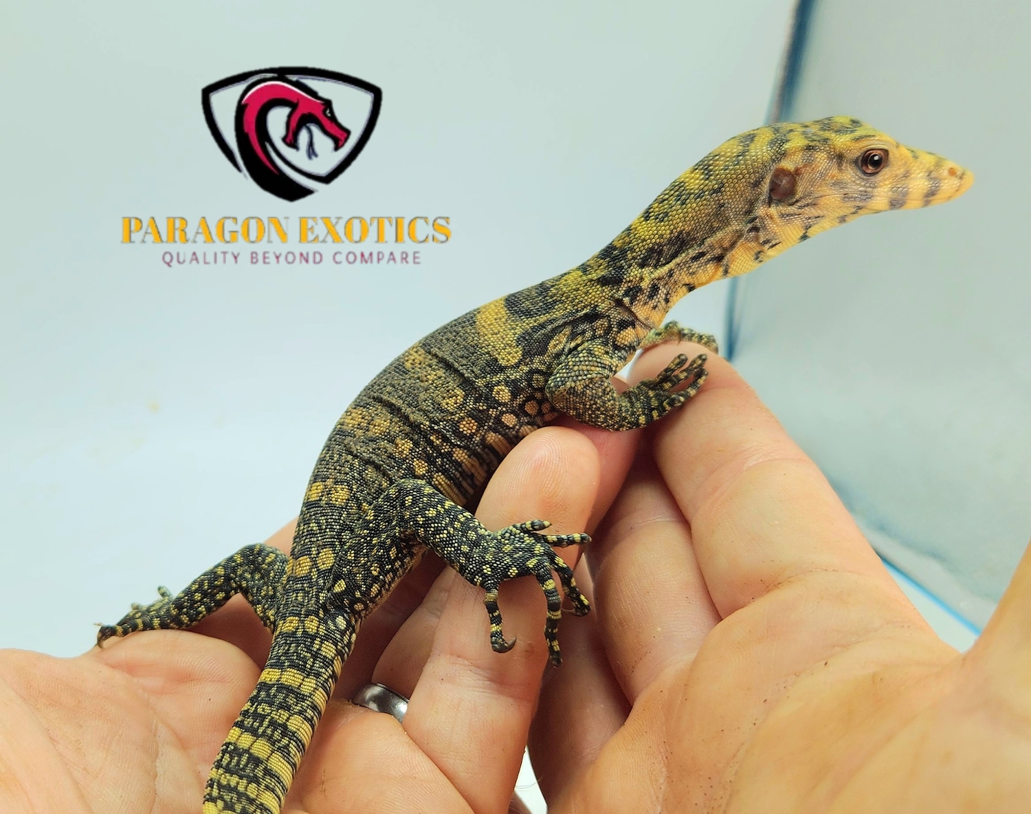 US CBB Banded Sulfur Monitor..gentle And Sweet Other Monitor by Paragon Exotics - MorphMarket