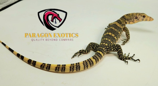 US CBB Banded Sulfur Monitor ..sweet & Docile Other Monitor by Paragon ...
