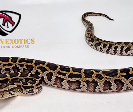 Albino Het Granite Burmese Burmese Python by Paragon Exotics - MorphMarket