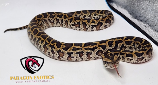 Het. Albino Het. Granite Burmese Python by Paragon Exotics