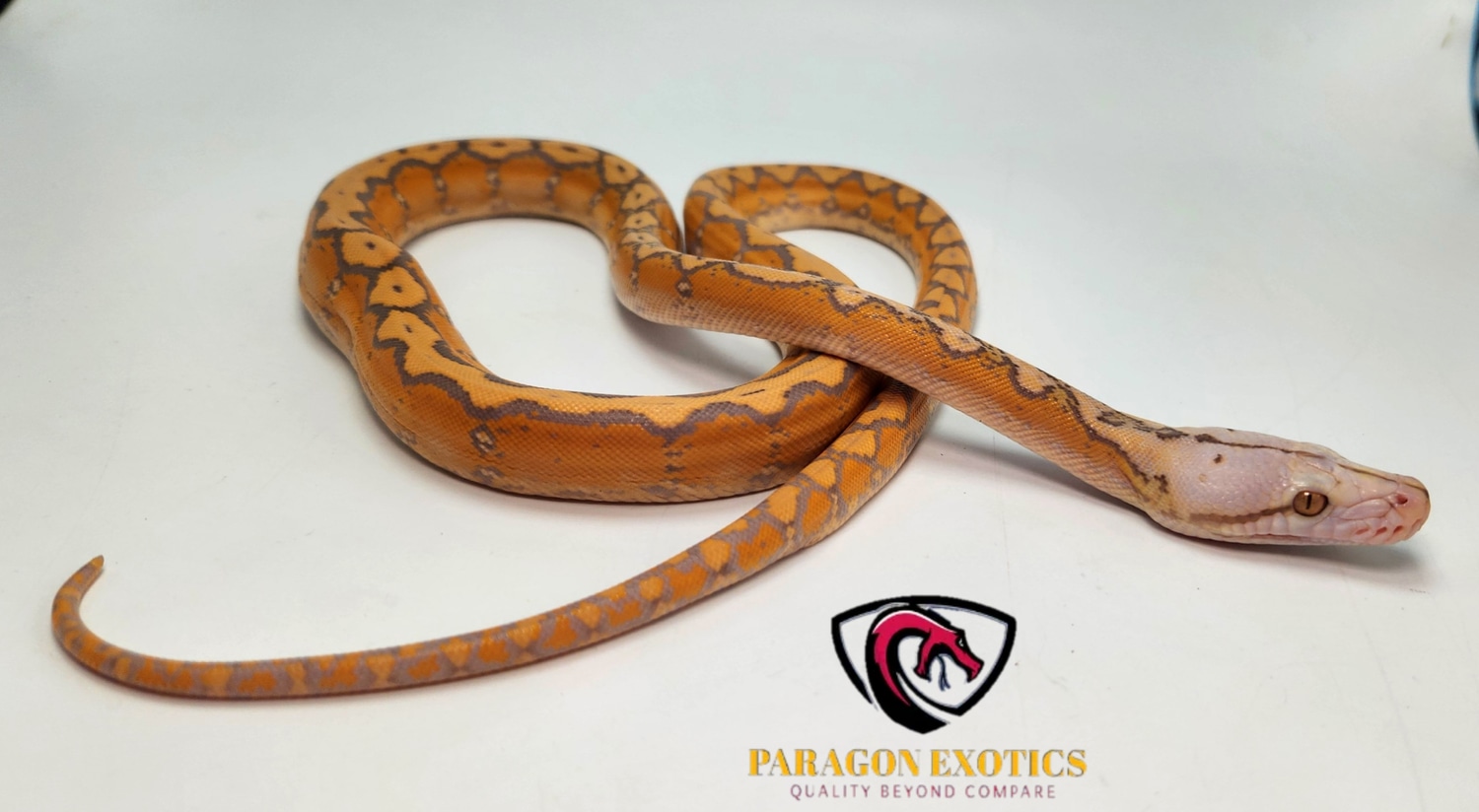 Purple Motley WOW Reticulated Python by Paragon Exotics - MorphMarket