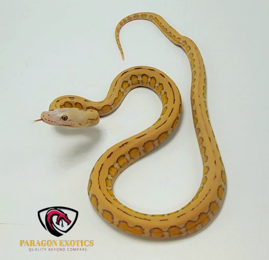 Lavender Motley Jaguar Reticulated Python by Paragon Exotics