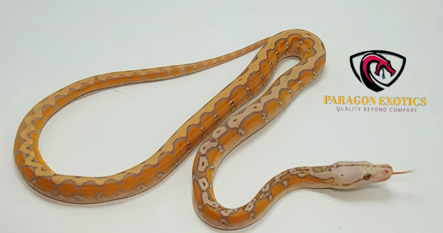 Purple Motley Reticulated Python by Paragon Exotics - MorphMarket
