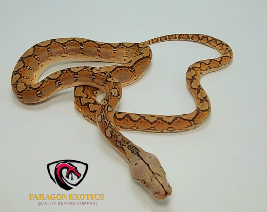 Mochino Motley. WOW Reticulated Python by Paragon Exotics