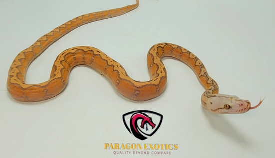 Lav. Motley Sun Reticulated Python by Paragon Exotics