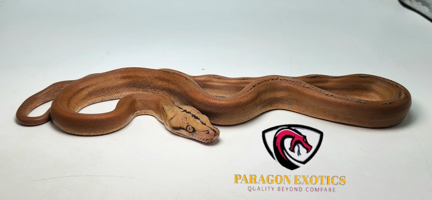 Mocha Platty GC Reticulated Python by Paragon Exotics - MorphMarket