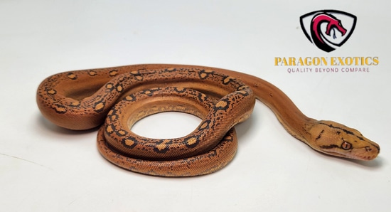 Mocha Motley Platty GC Reticulated Python by Paragon Exotics