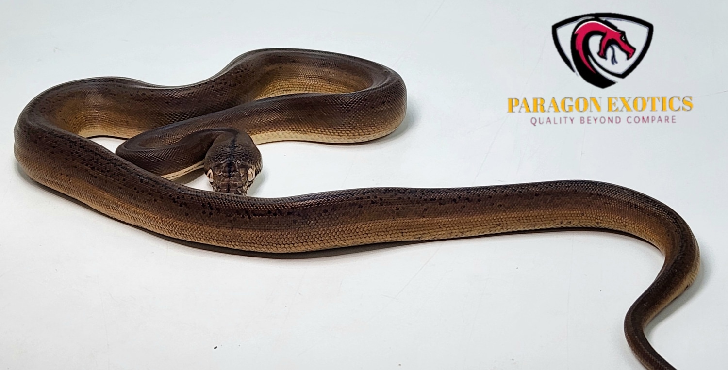 Golden Child Reticulated Python by Paragon Exotics - MorphMarket