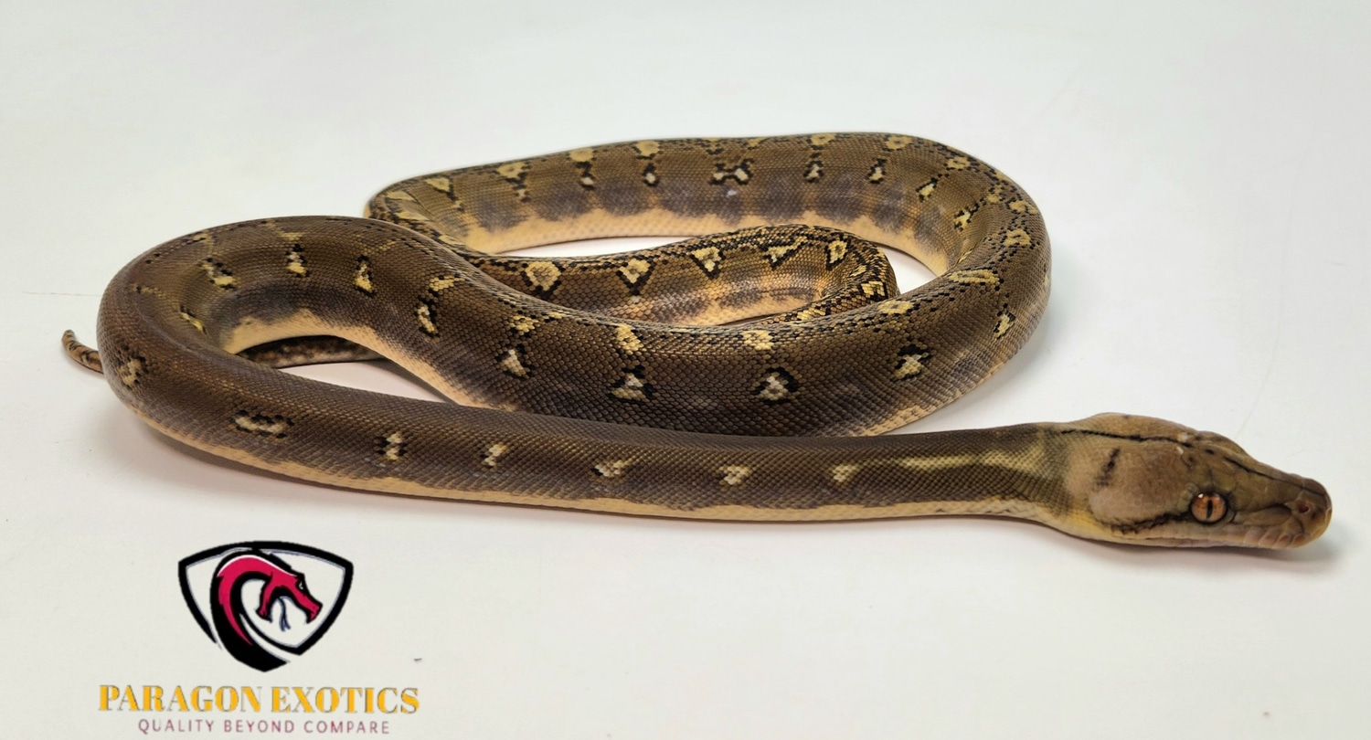 Phantom Het Anthrax Reticulated Python by Paragon Exotics - MorphMarket