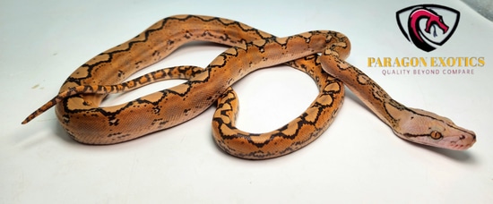 Stunning Motley Mochino Reticulated Python by Paragon Exotics