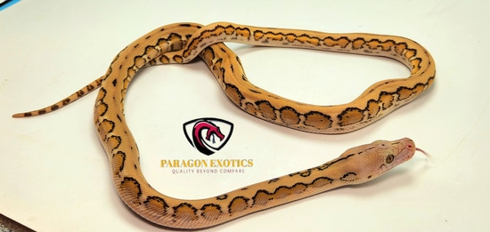 Mochino Motley Jaguar Reticulated Python by Paragon Exotics