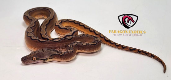 Motley Sunfire Het Mocha Reticulated Python by Paragon Exotics