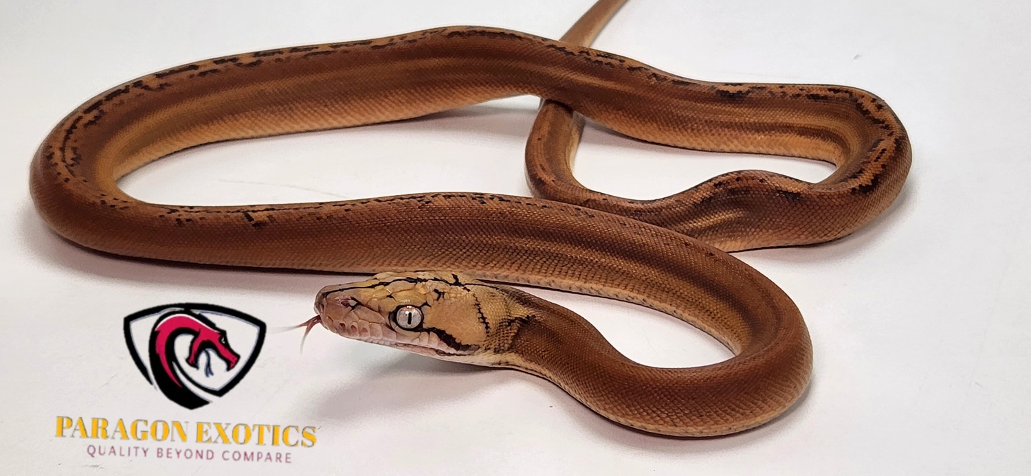 Platty Motley Mocha GC Reticulated Python by Paragon Exotics - MorphMarket