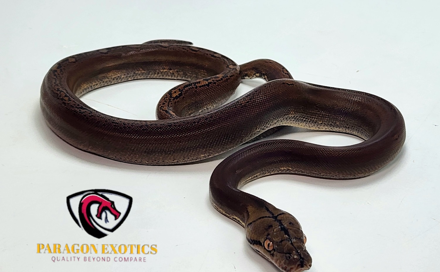Motley Gc Het Mocha (Pos Platty) Reticulated Python by Paragon Exotics ...