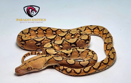 Awesome Mochino Sunfire Reticulated Python by Paragon Exotics
