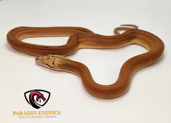 Platty Motley Mocha Golden Child Reticulated Python by Paragon Exotics