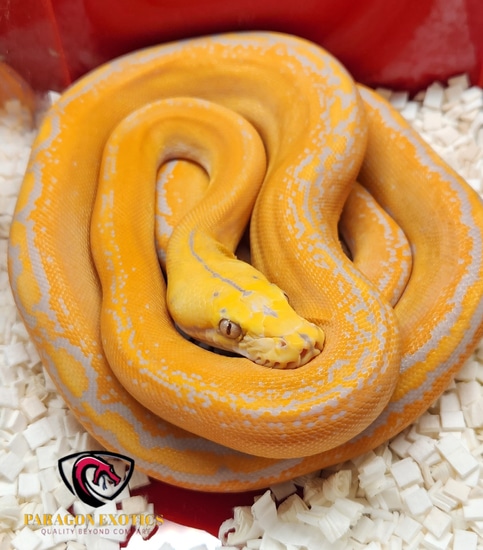 Lavender Motley Gc Reticulated Python by Paragon Exotics